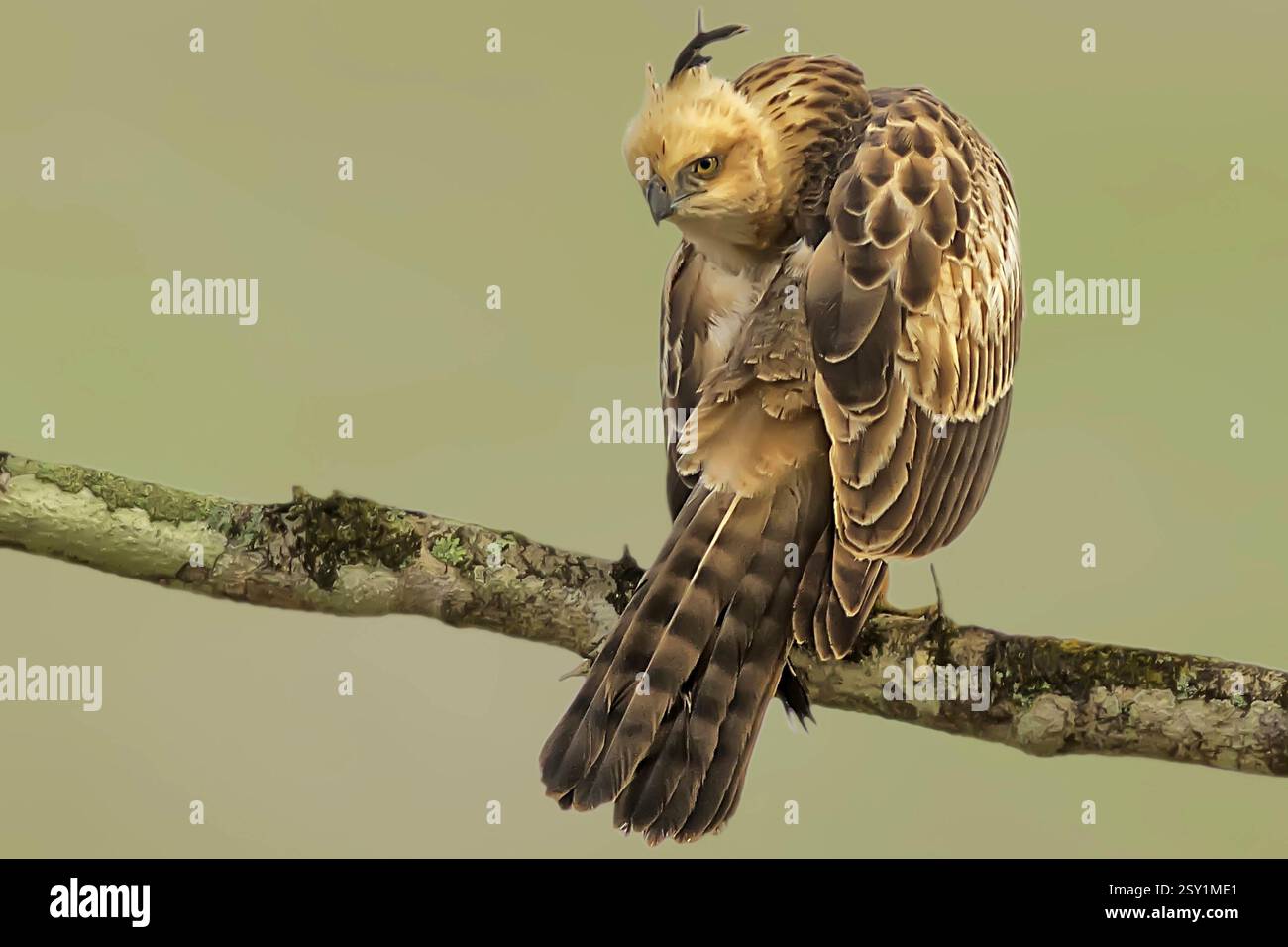 Changeable hawk eagle, naagarhole national park, karnataka, india, asia ...