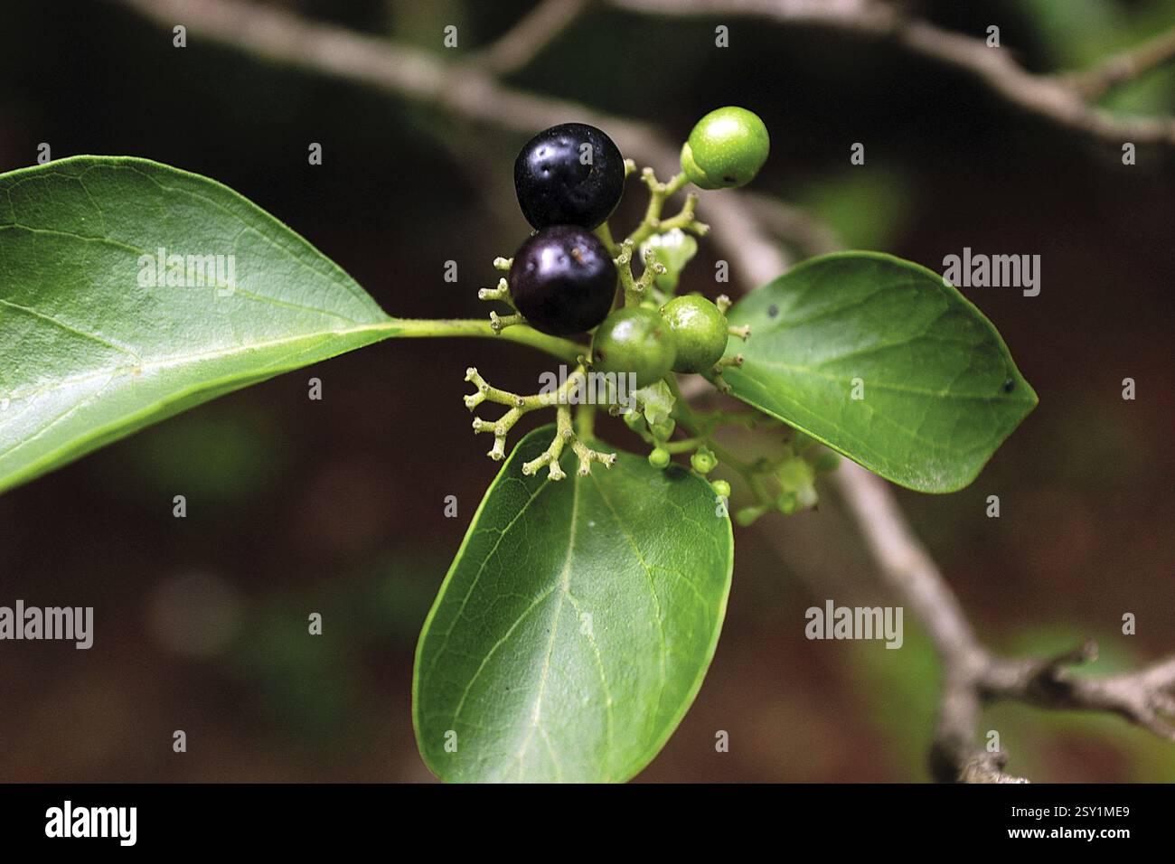 Wild jamun tree, india, asia Stock Photo - Alamy