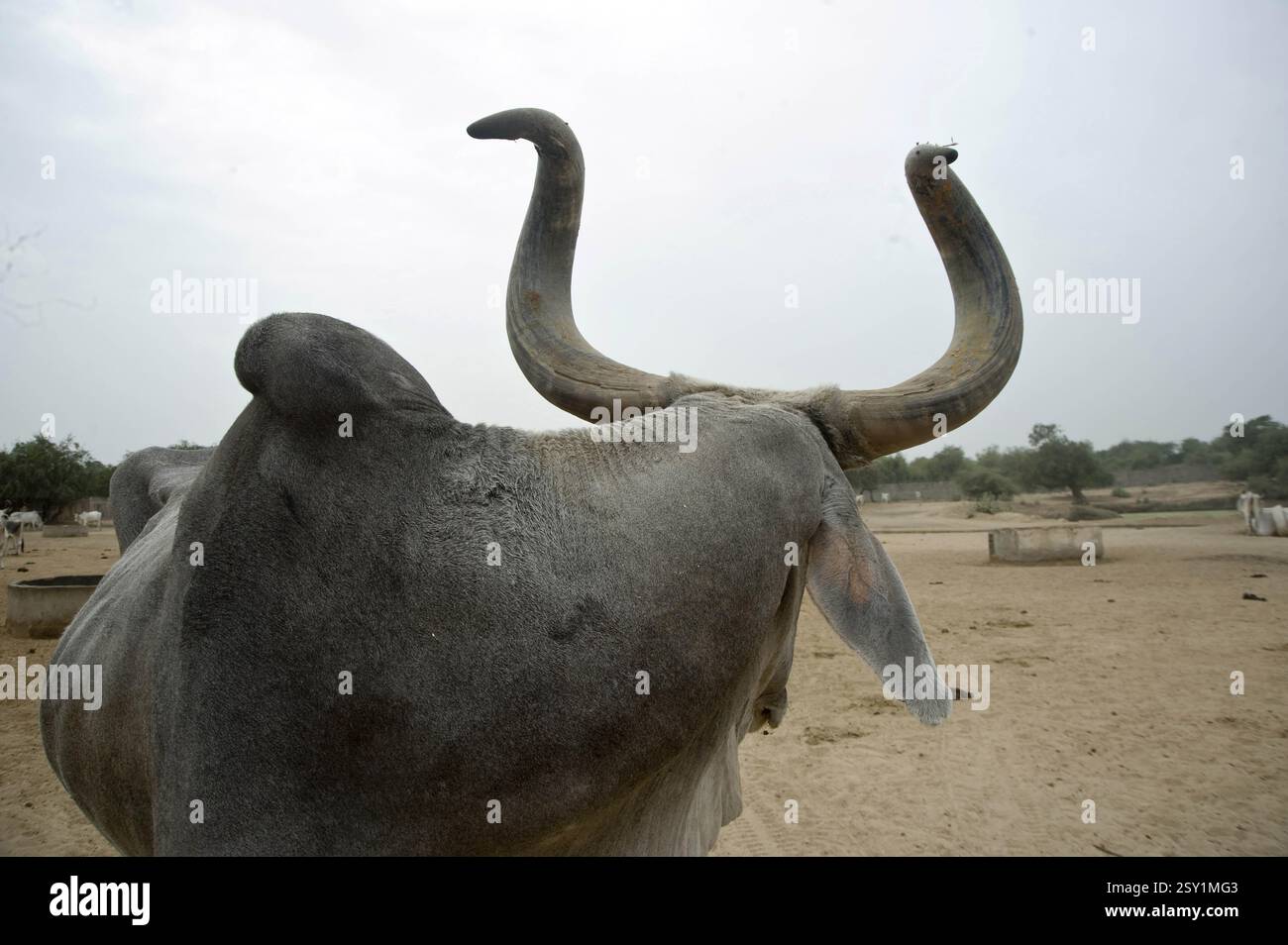 Cow protection goshala pathmeda godham, sanchore, rajasthan, india ...