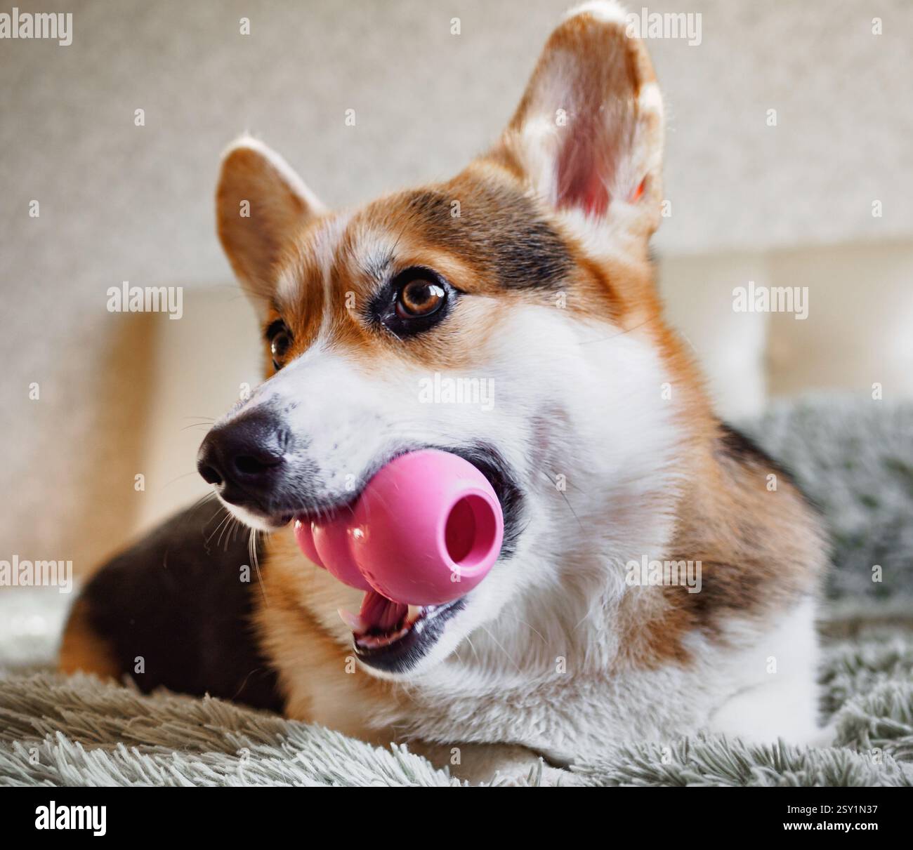 a dog of the tricolor Welsh Corgi Pembroke lies on the couch with a ...