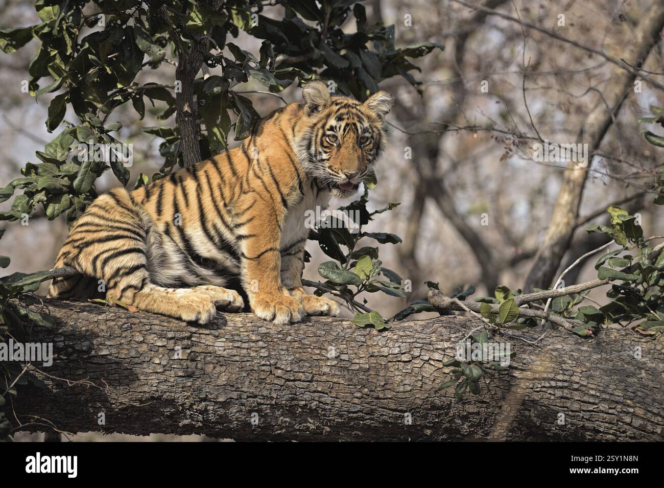 A wild tiger cub sitting on the trunk of a tree in Ranthambhore tiger ...