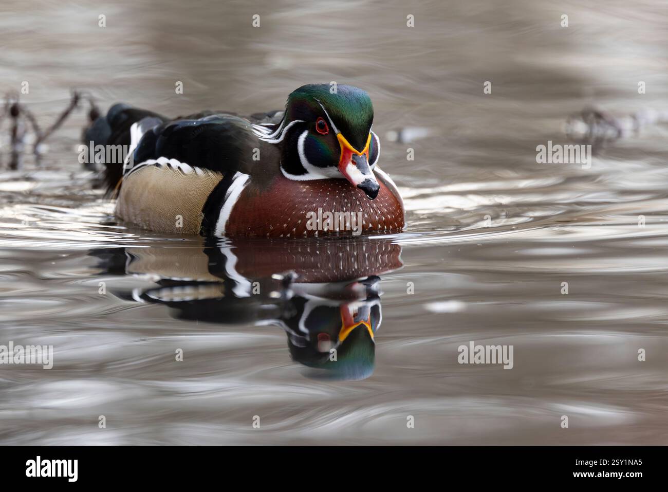 Adult male Wood Duck or Carolina Duck (Aix sponsa) mirroring in calm ...