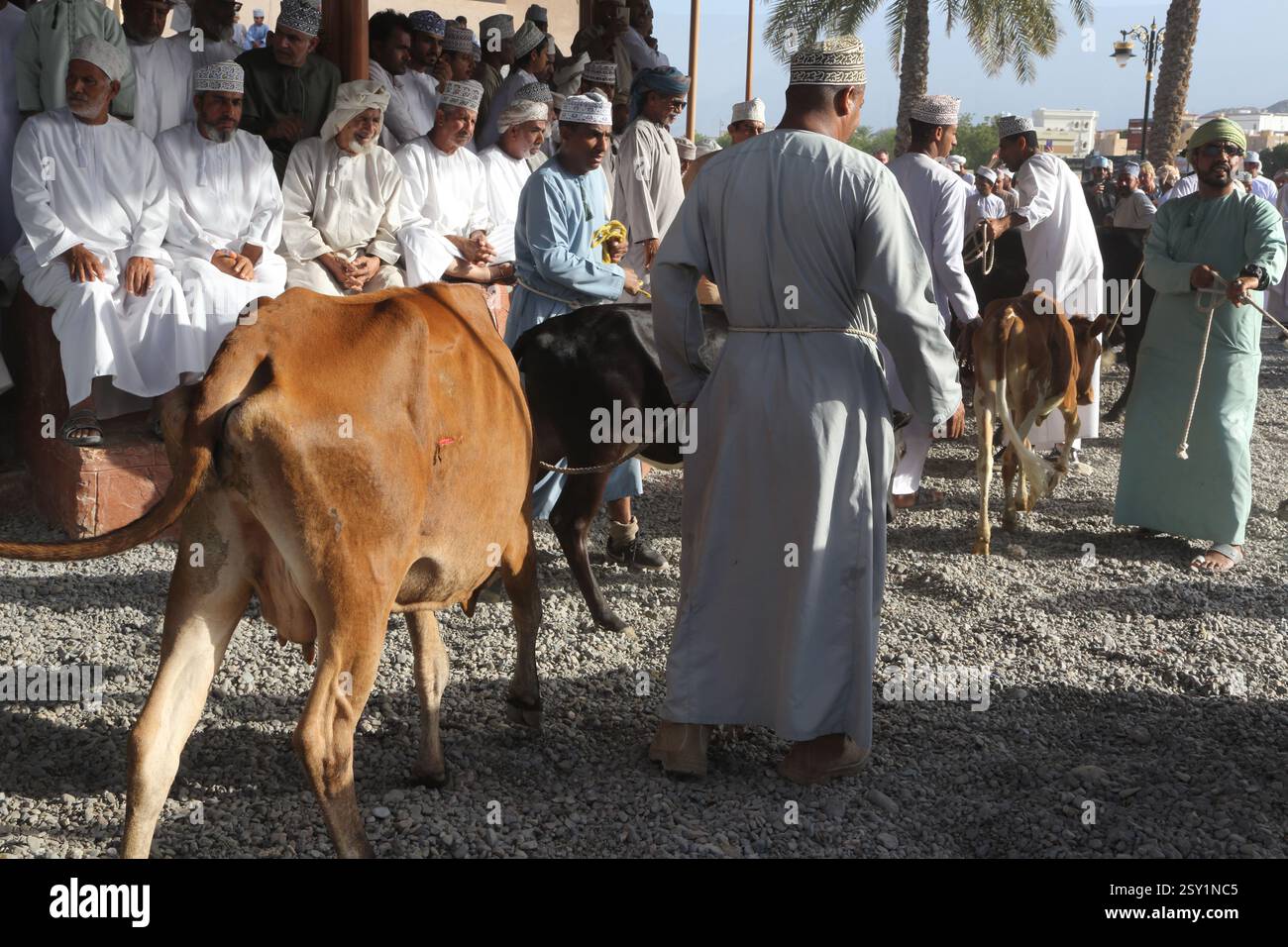 Omani Man Showing Cow in Parade Ring at Nizwa Livestock Market Nizwa ...