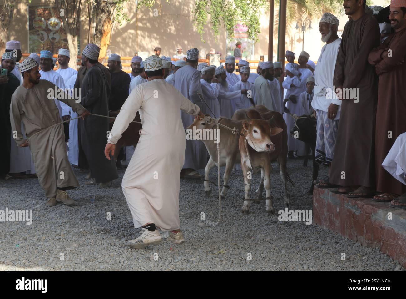 Omani Men Showing Cow struggling in Parade Ring at Nizwa Livestock ...