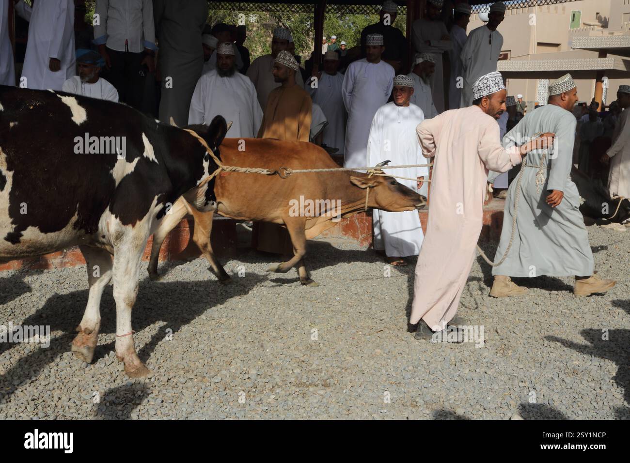 Omani Men Showing Cows in Parade Ring at Nizwa Livestock Market Nizwa ...