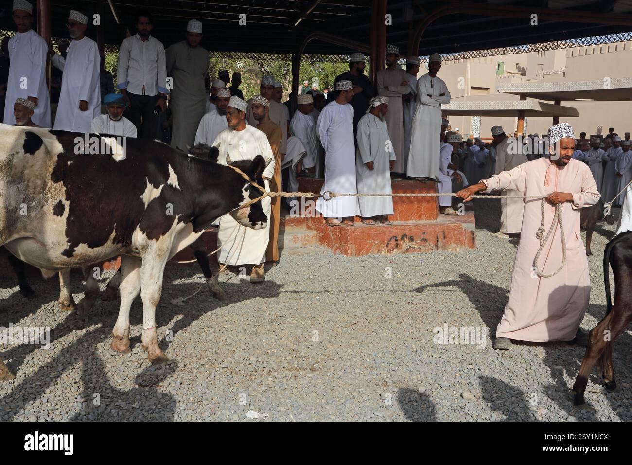 Omani Man Showing Cow in Parade Ring at Nizwa Livestock Market Nizwa ...