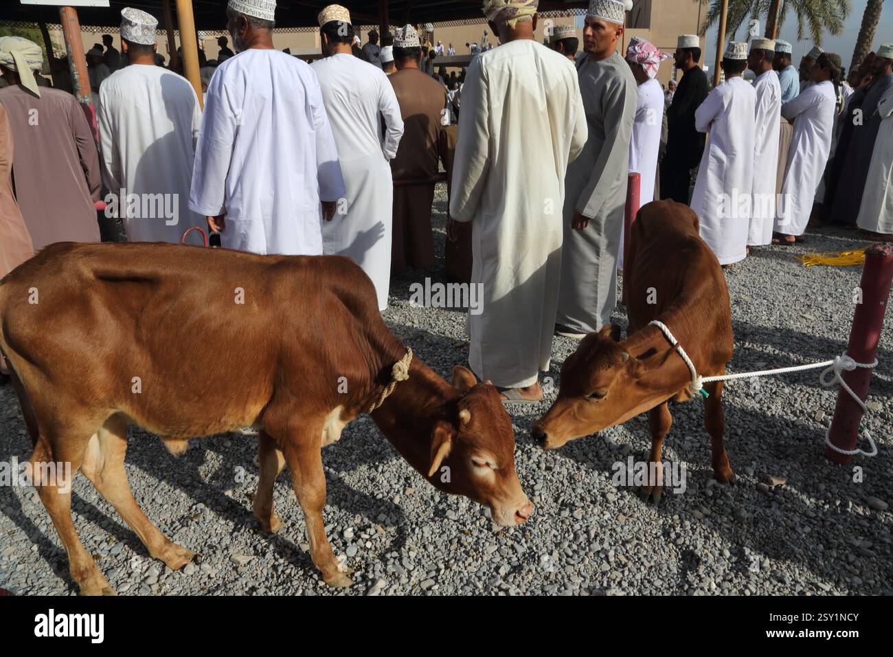 Cattle Tethered up at Nizwa Livestock Market Nizwa Oman Stock Photo - Alamy
