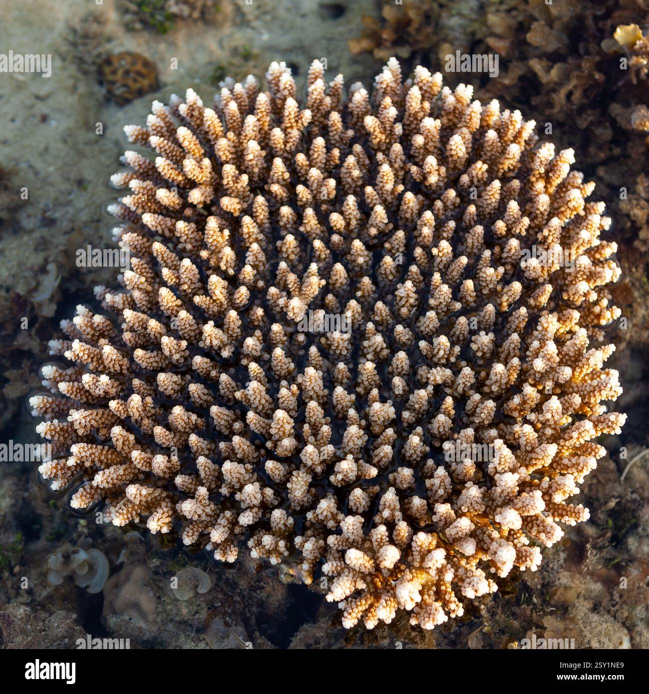 Close up view of coral on the surface of the sea at Sabah, Malaysian ...