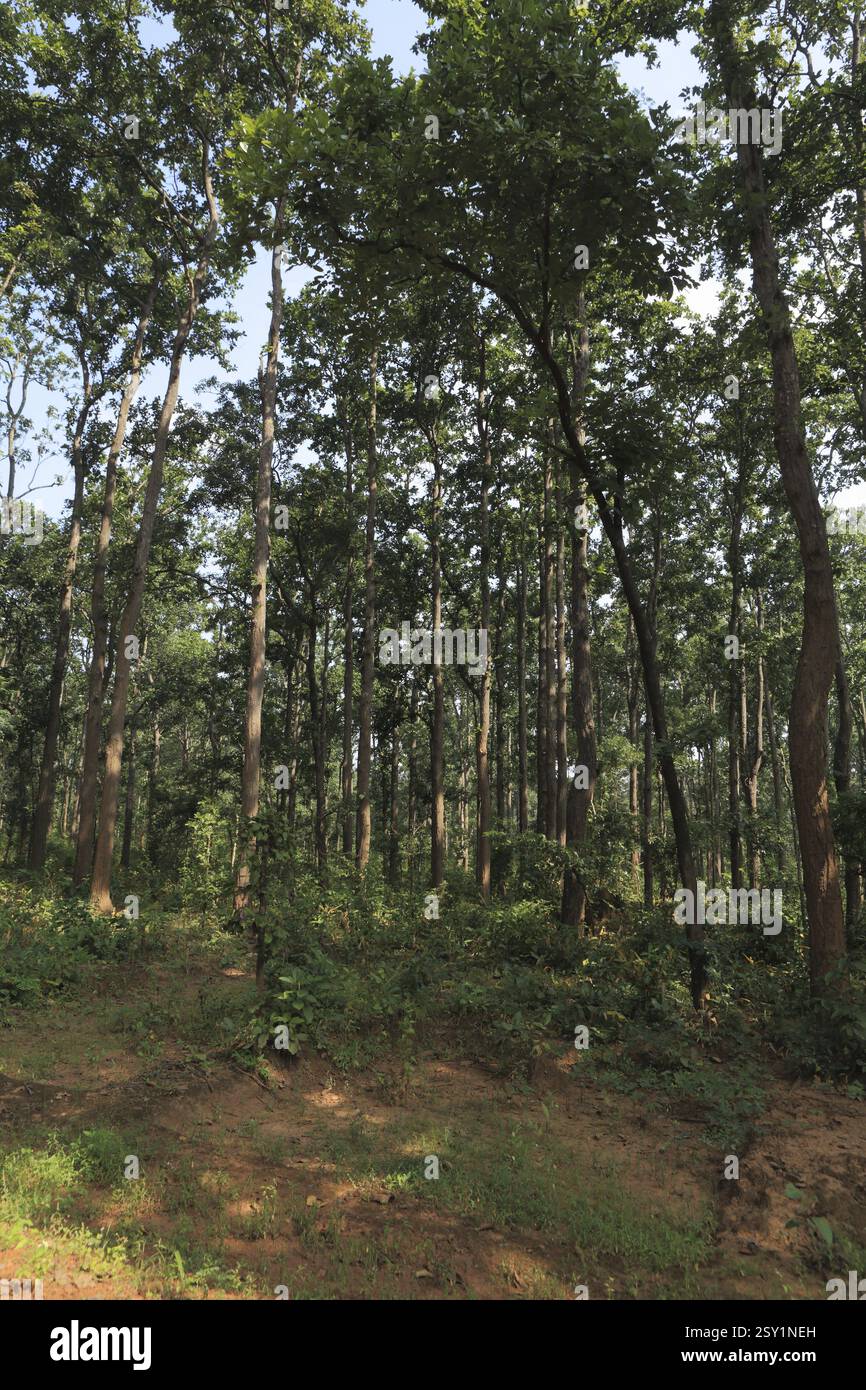 Dense forest, bastar, chhattisgarh, india, asia Stock Photo - Alamy