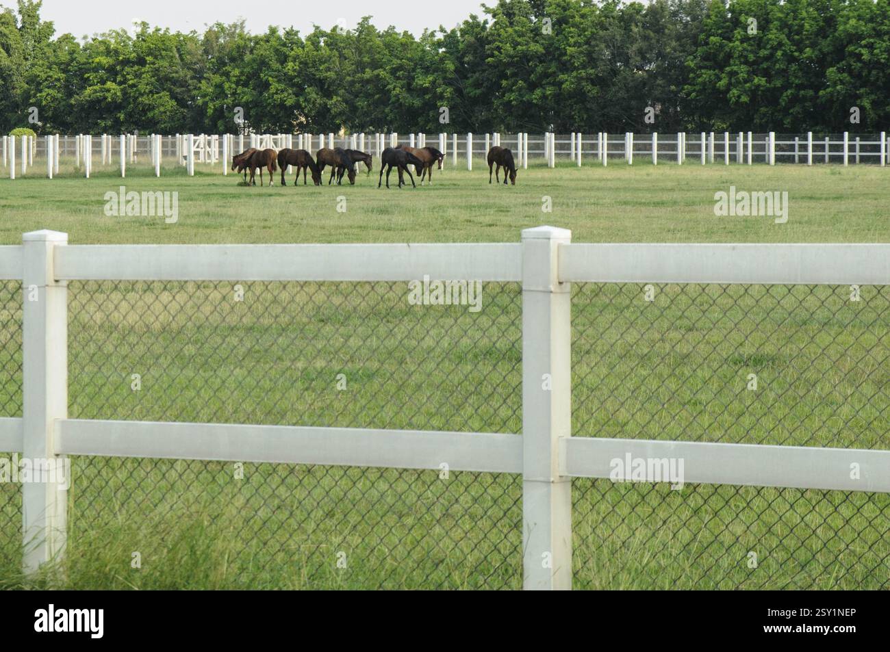 Poonawalla stud farm, pune, maharashtra, india, asia Stock Photo - Alamy