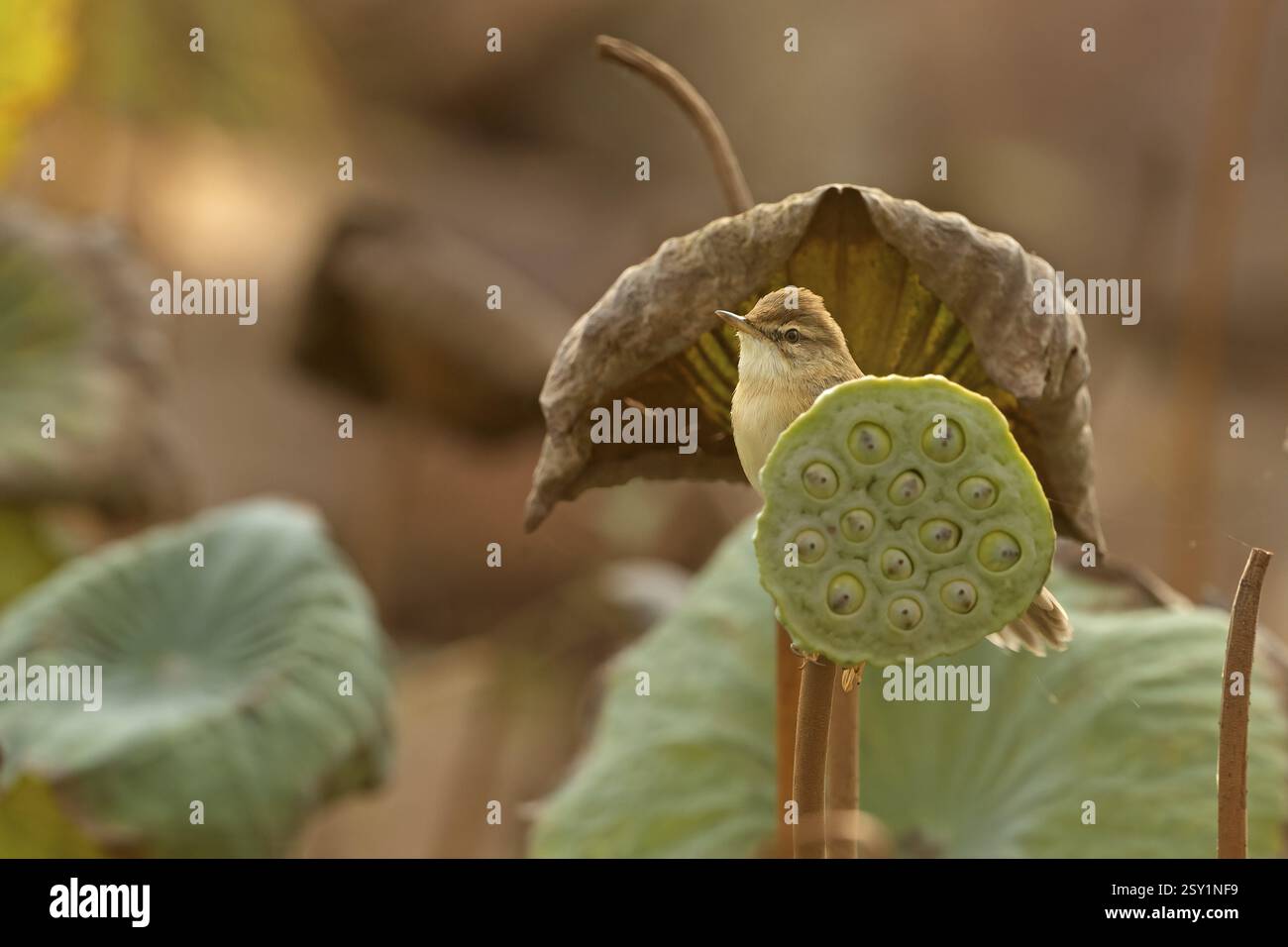 Booted Warbler Urosphena pallidipes sitting on a lotus pod full of ...