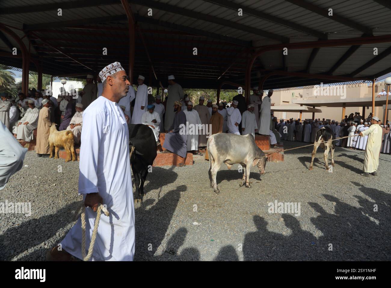 Omani Men Showing Cows in Parade Ring at Nizwa Livestock Market Nizwa ...