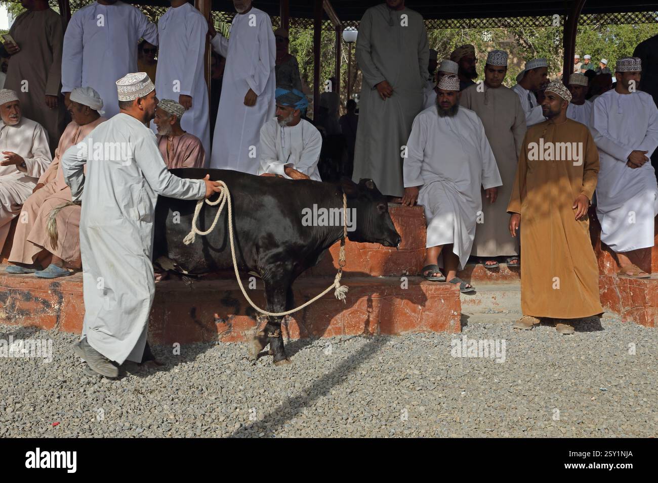 Omani Man Showing Cow in Parade Ring at Nizwa Livestock Market Nizwa ...