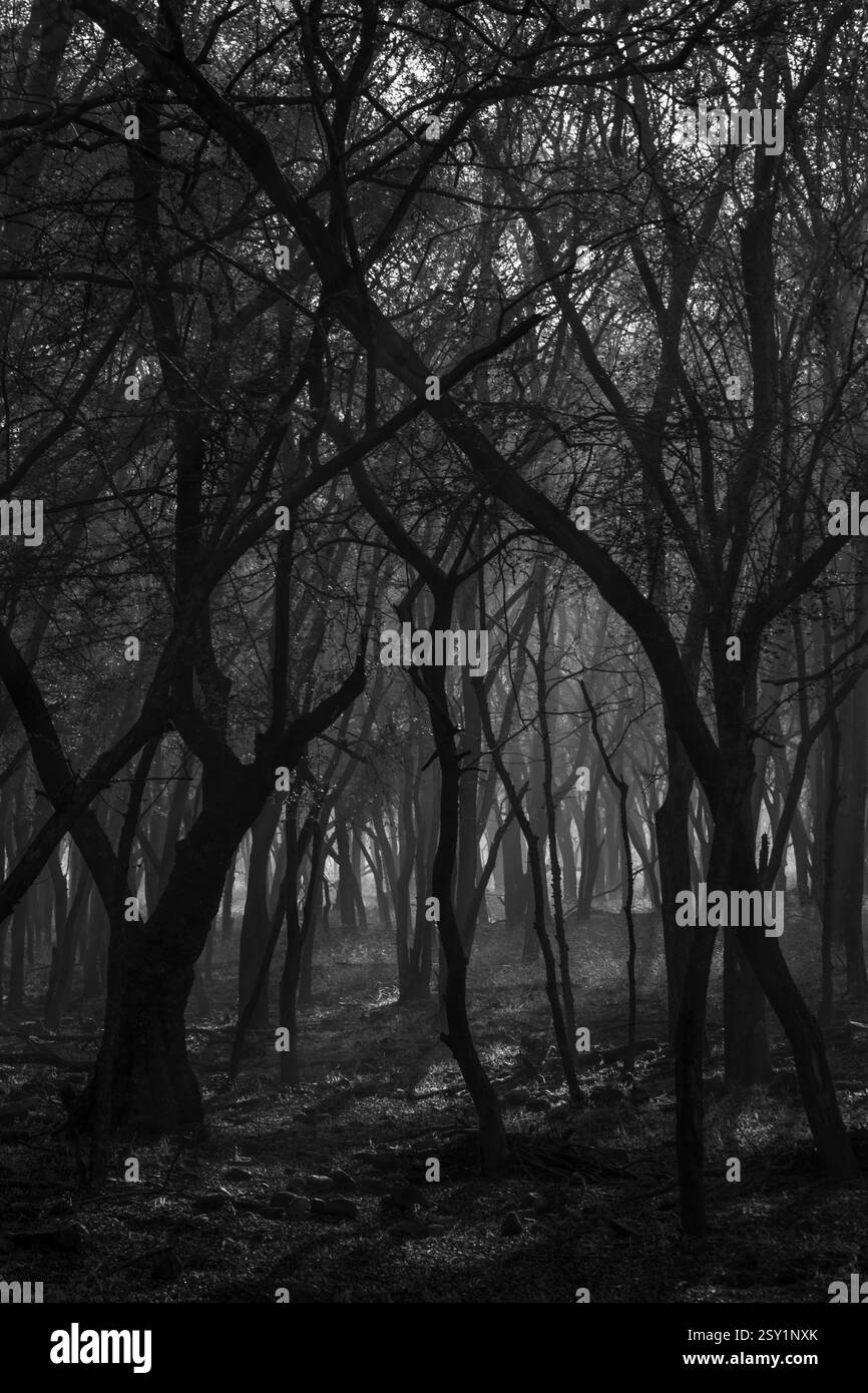 Dry deciduous forests of Ranthambhore national park on a winter evening ...