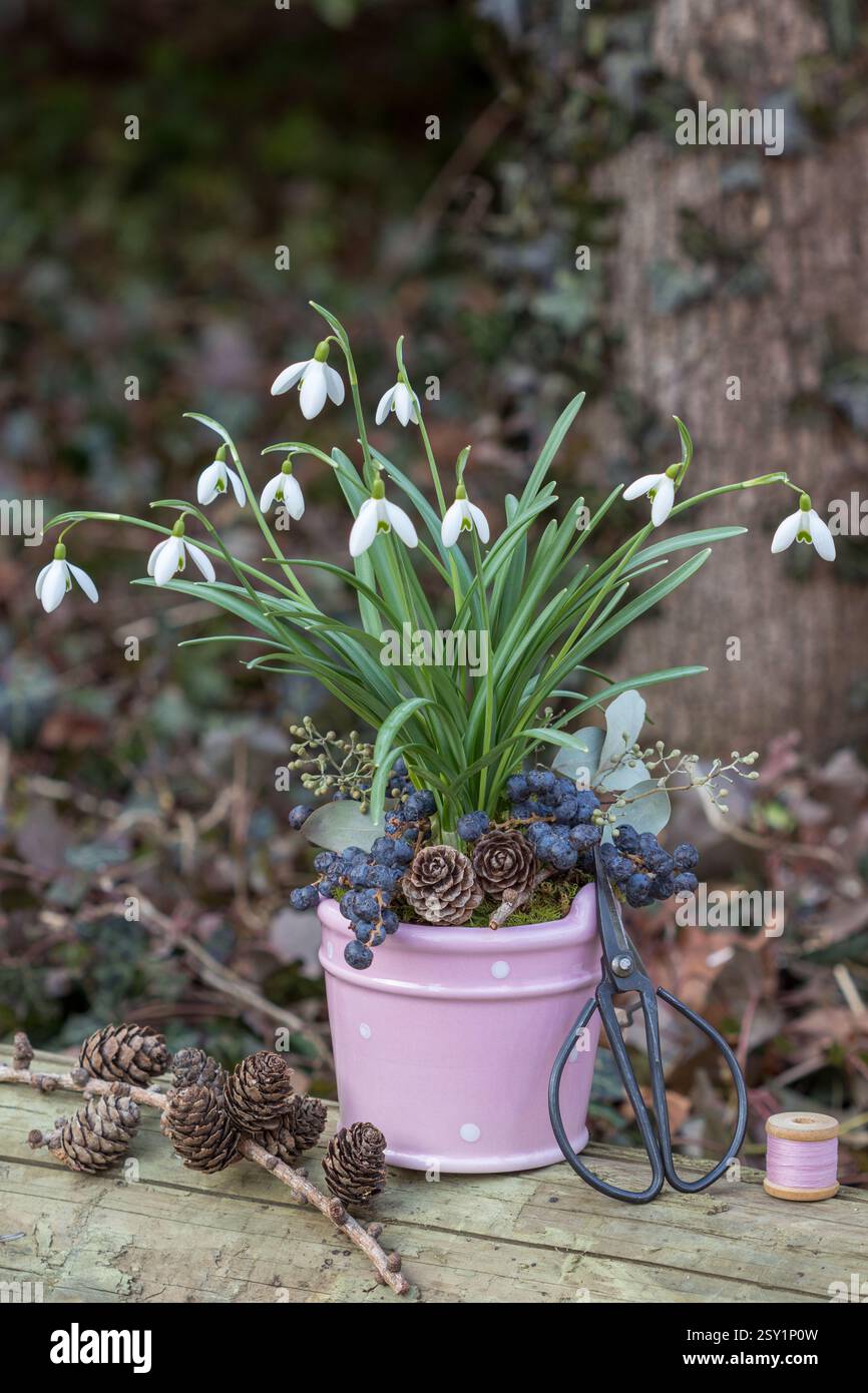 snowdrops in a porcelain pot in the garden Stock Photo - Alamy