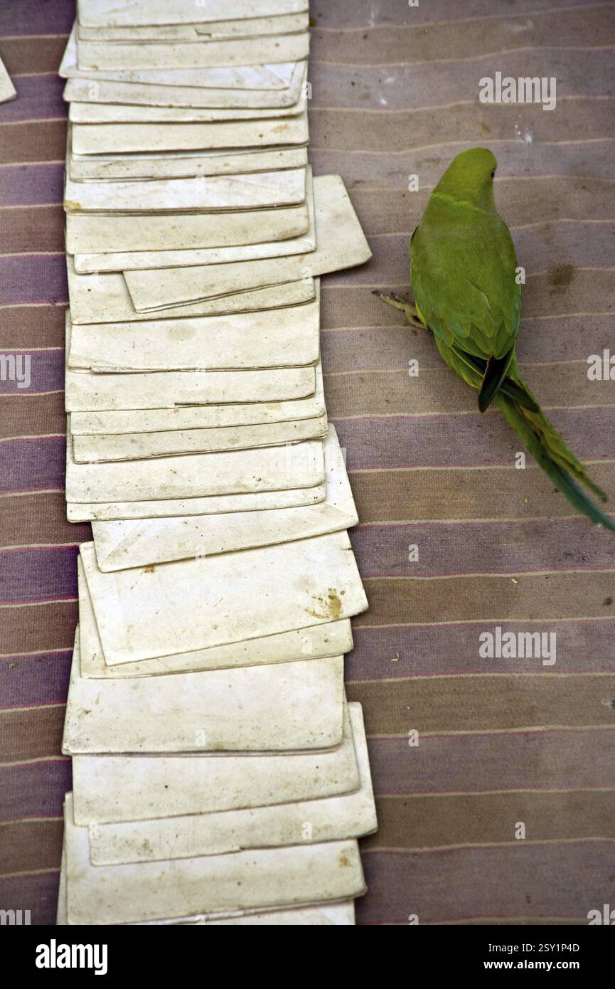 Parrot astrology cards India Stock Photo - Alamy