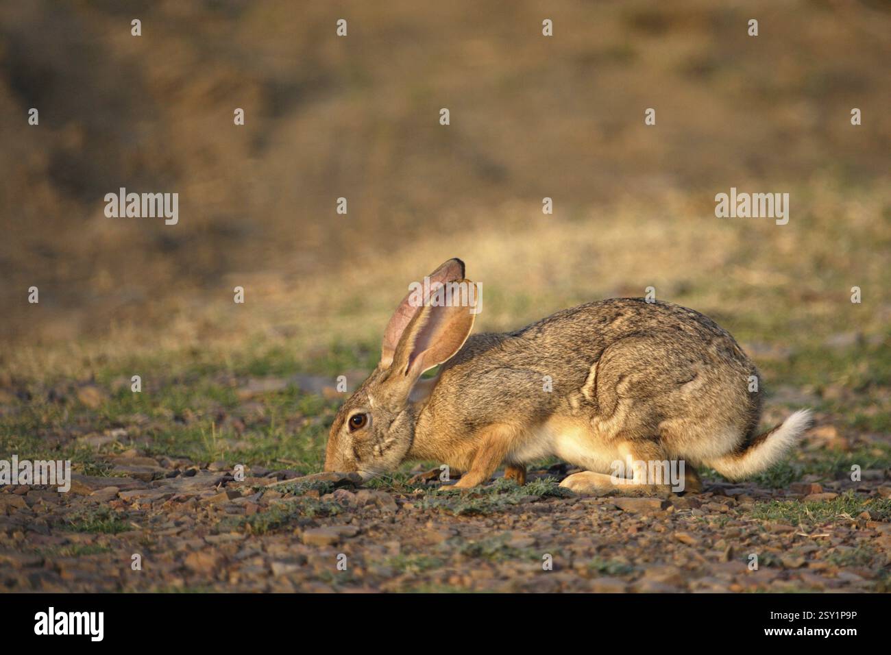 Indian hare lepus nigricollis grazing, Ranthambore national park ...