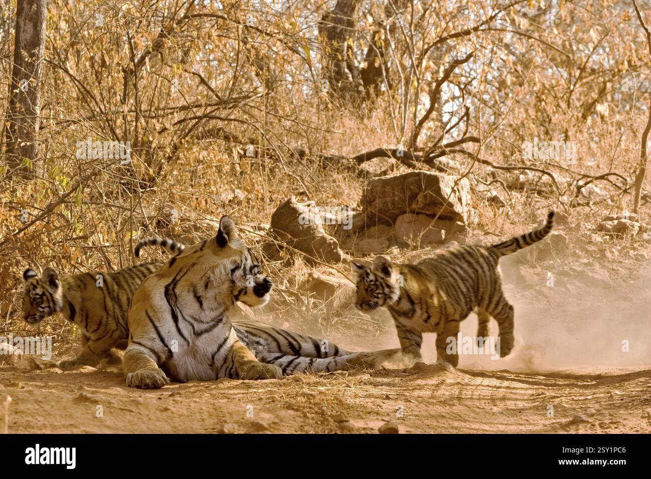 Tiger panthera tigris tigris with cubs on forest tracks, Ranthambore ...