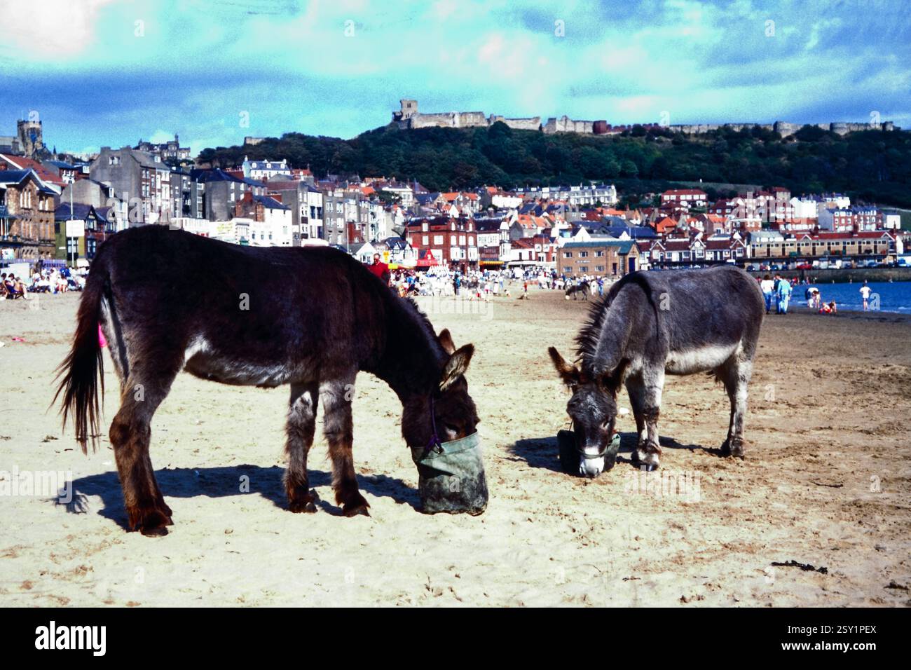 Donkeys on the beach at Scarborough circa 1989 Stock Photo - Alamy