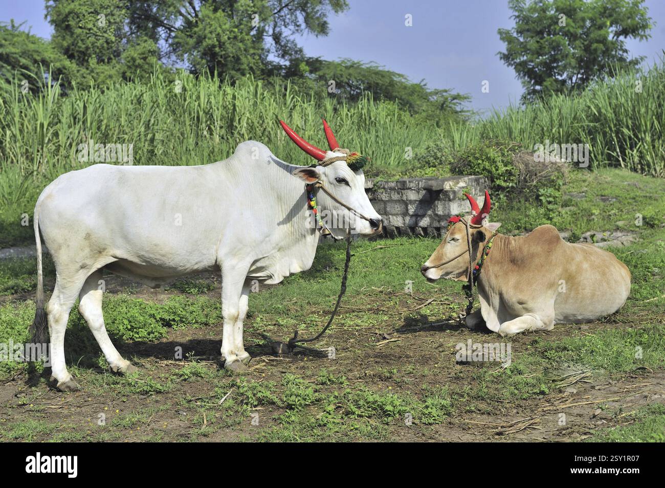 Bulls resting in farm ahmadnagar Maharashtra india Asia Stock Photo - Alamy