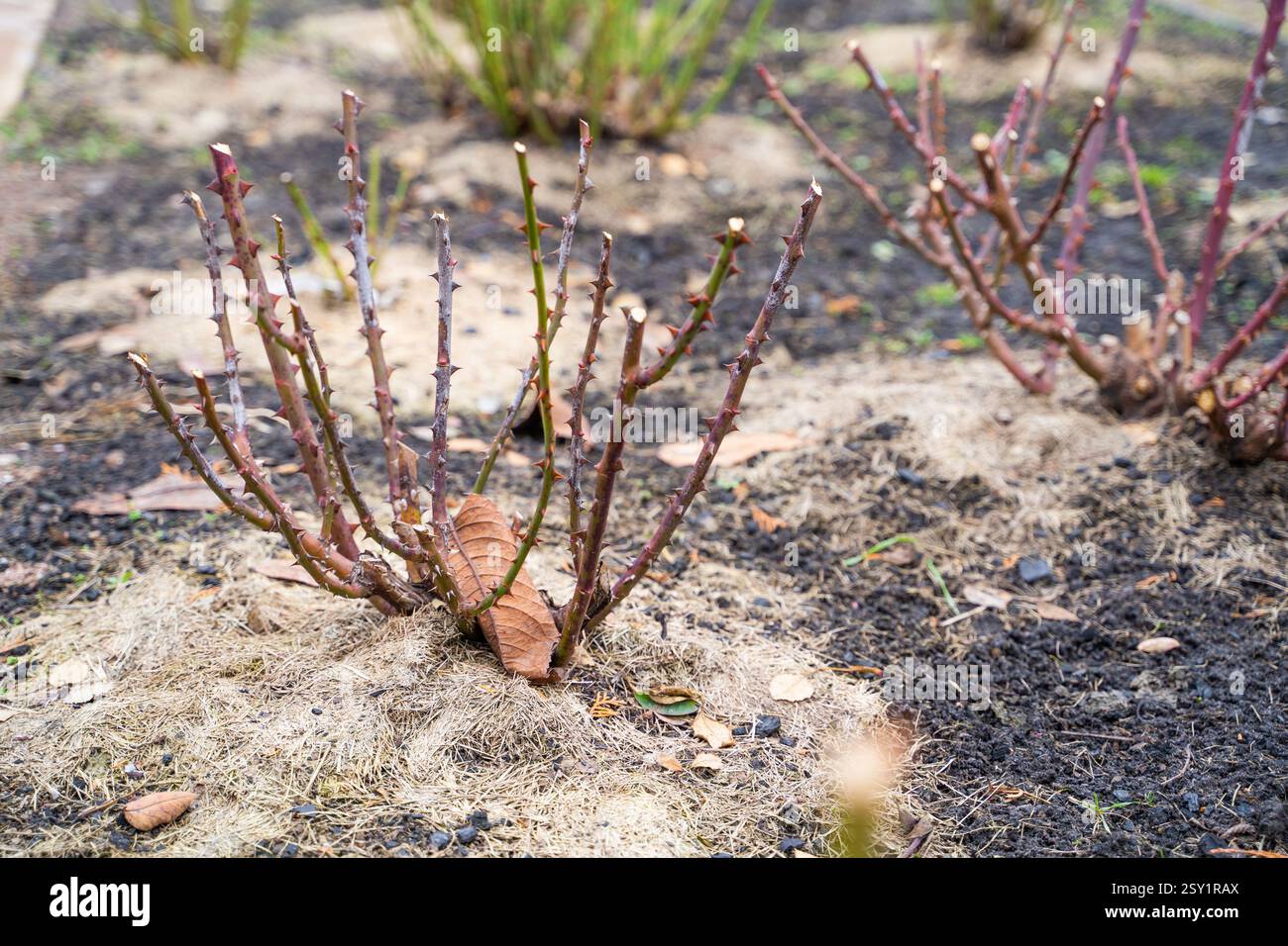 Pruned rose bushes in a country rose garden after winter. Leafless rose ...