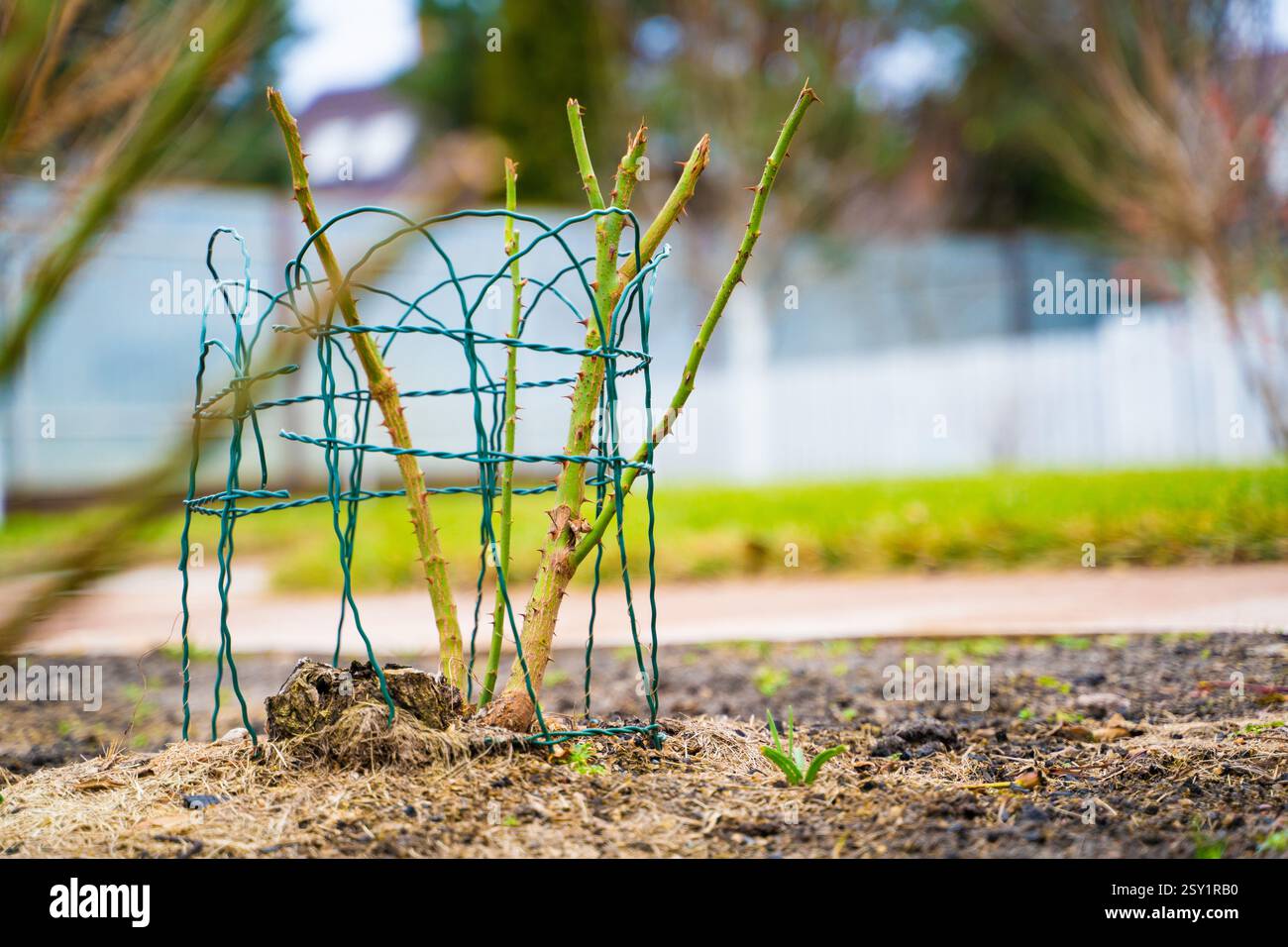 Pruned rose bushes in a country rose garden after winter. Leafless rose ...