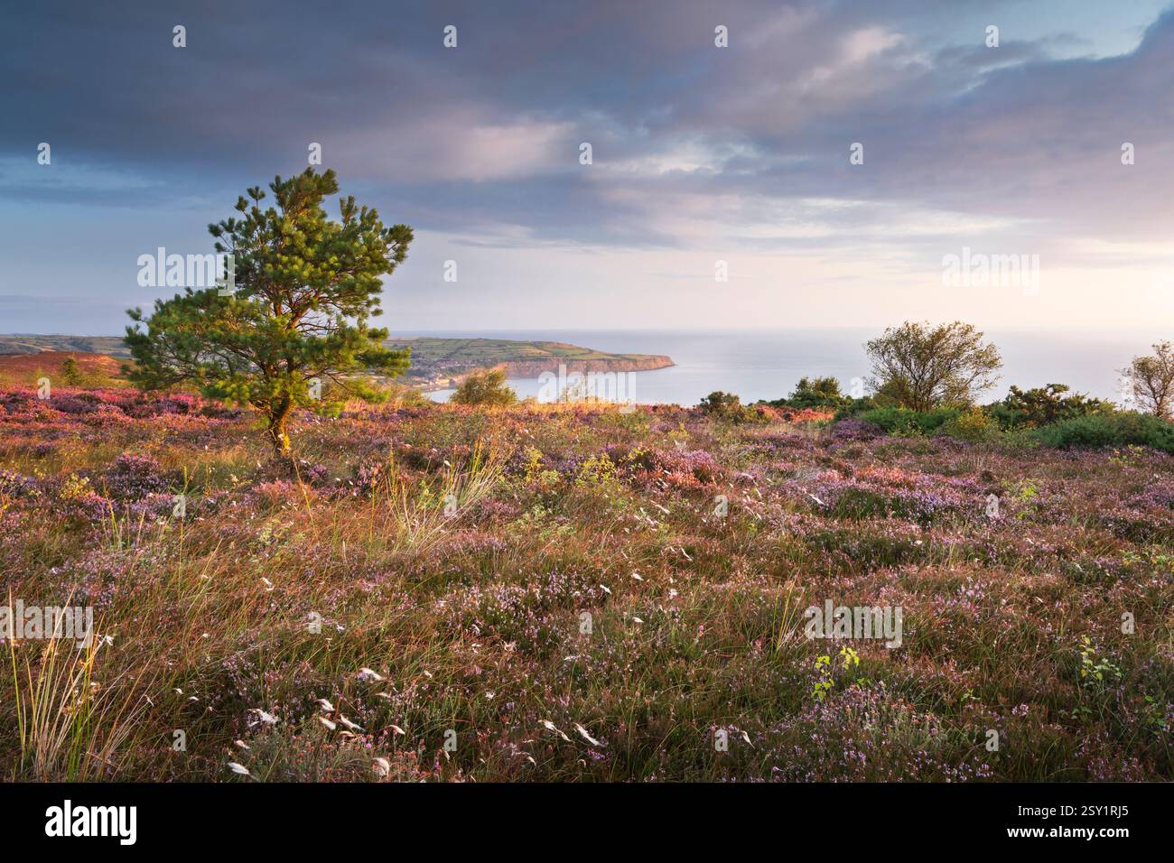 Robin Hoods Bay from Beacon Hill Ravenscar, The North Yorkshire Moors ...