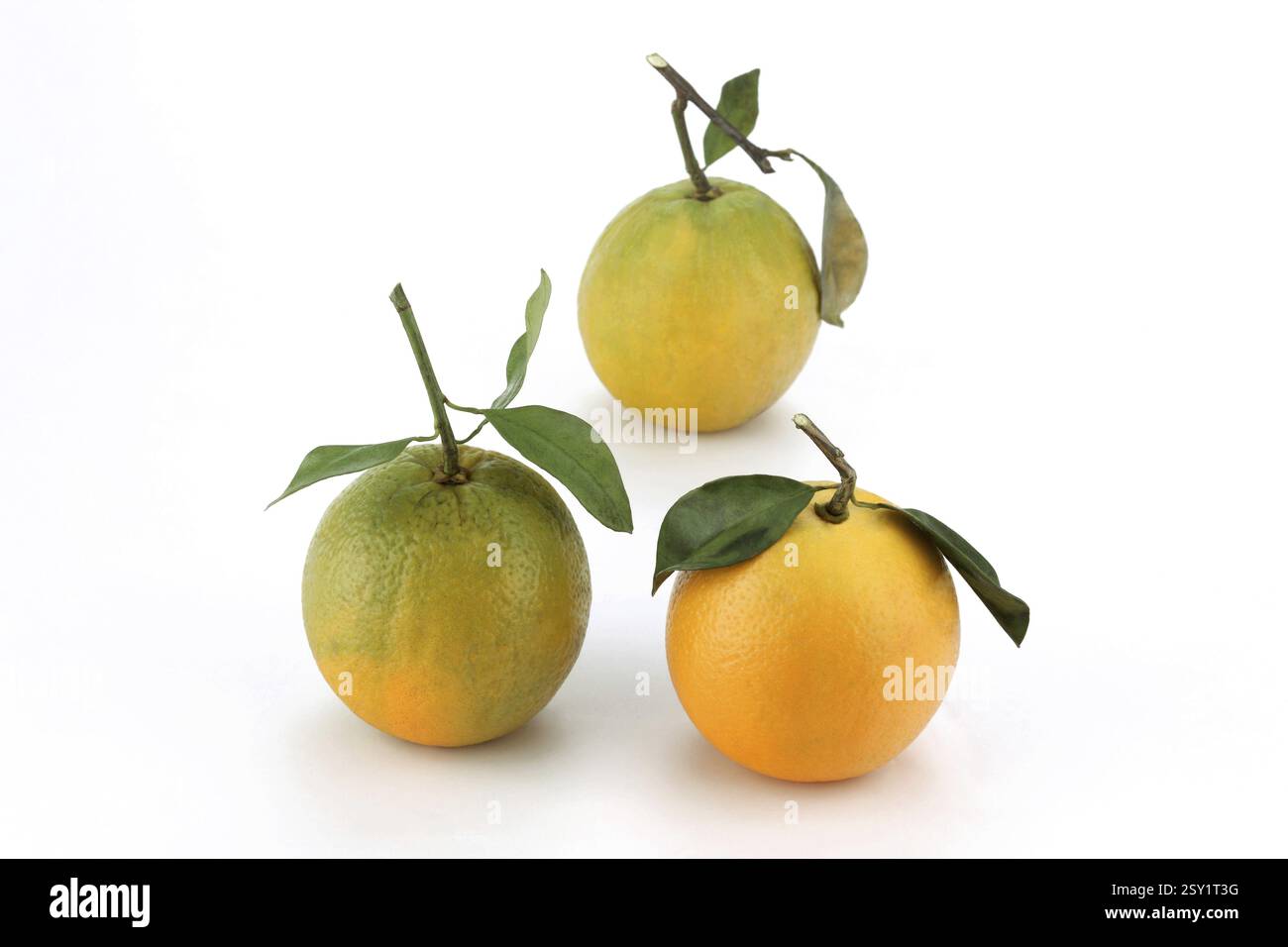 Three sweet Orange with green leaves Citrus Sinensis Stock Photo - Alamy