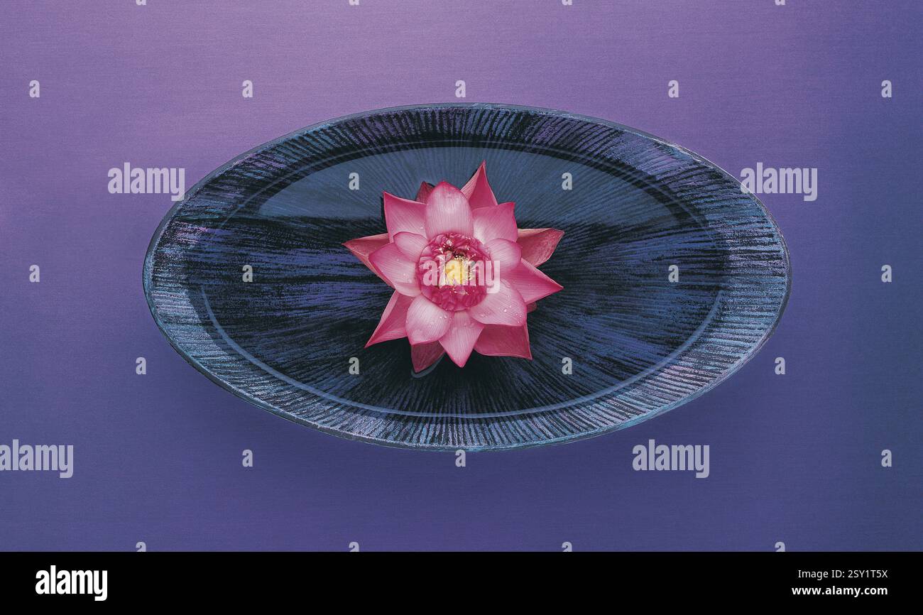Pink lotus flower in bowl, india, asia Stock Photo - Alamy