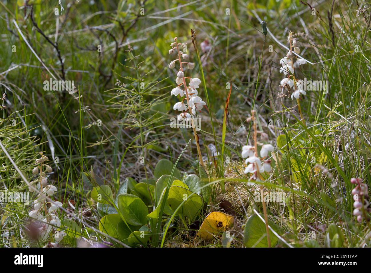 Pyrole a feuilles rondes hi-res stock photography and images - Alamy