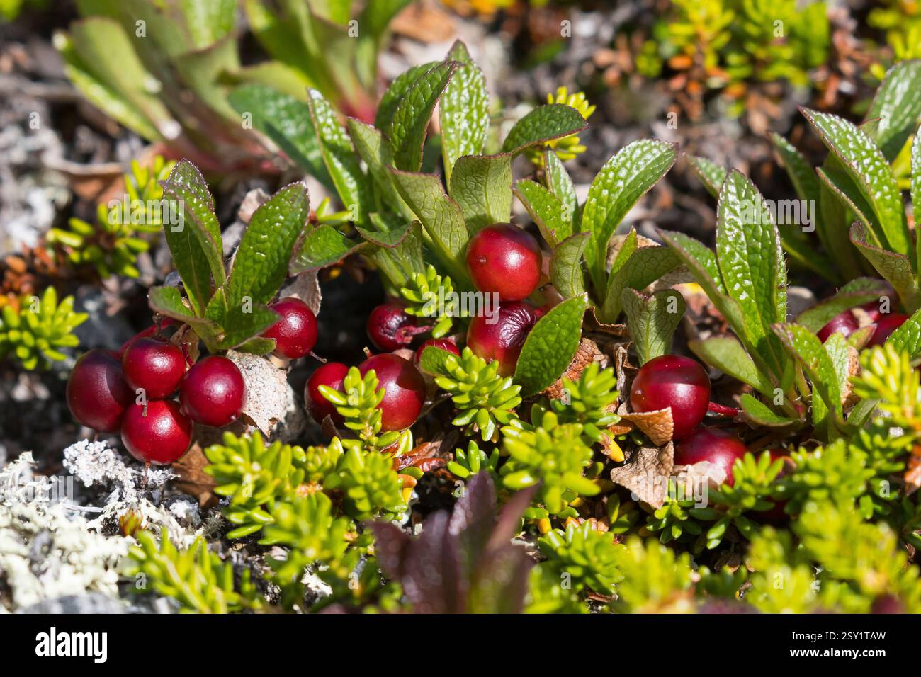 Alpen-Bärentraube, Alpenbärentraube, Früchte, Arctostaphylos alpina ...