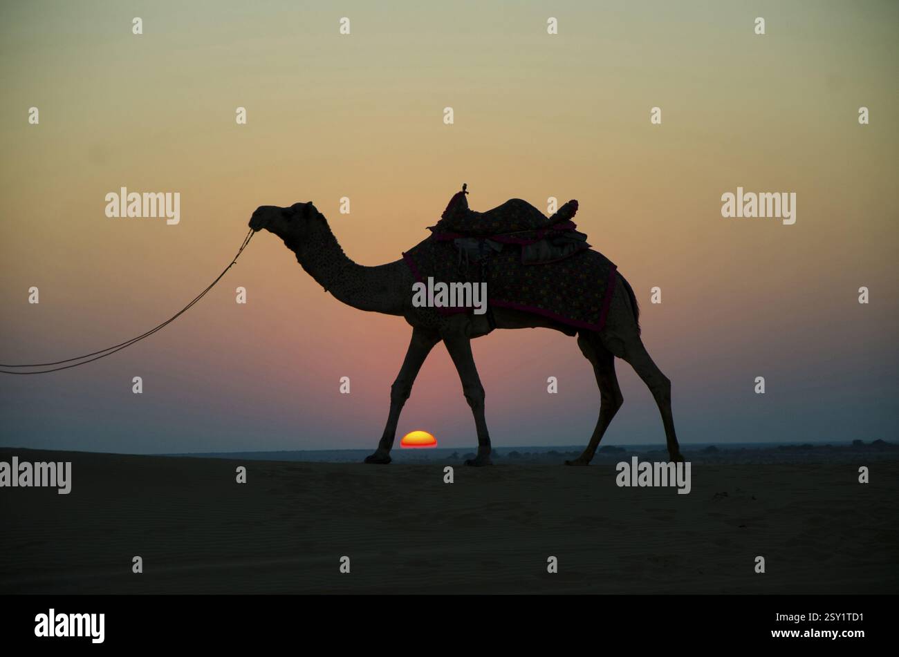 Camel with Setting Sun on Sand Dune Jaisalmer Rajasthan India Asia ...