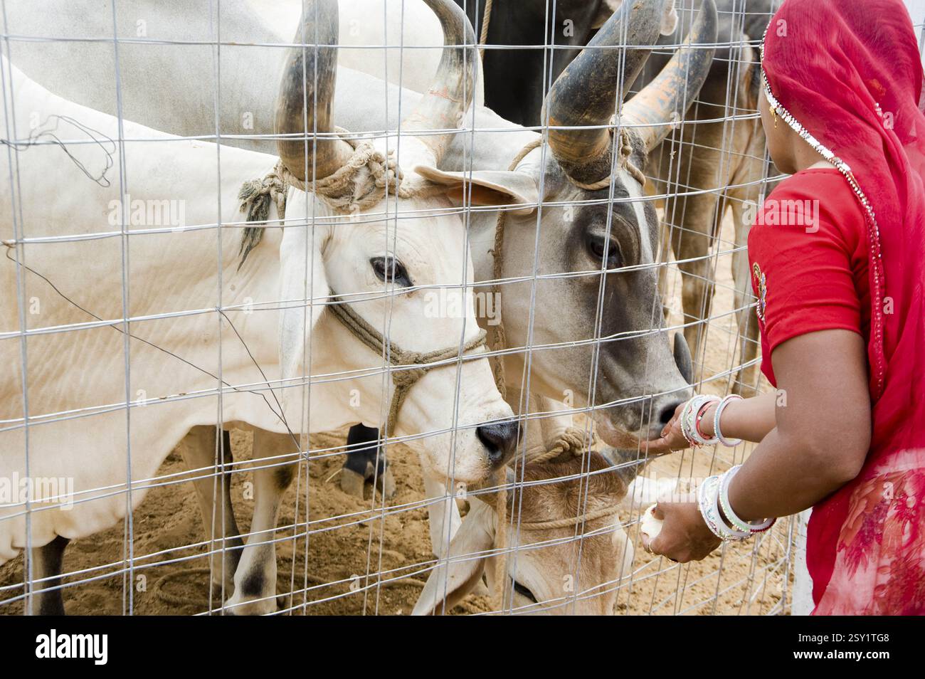 Woman food feeding cow, pathmeda, godham, rajasthan, india, asia Stock ...