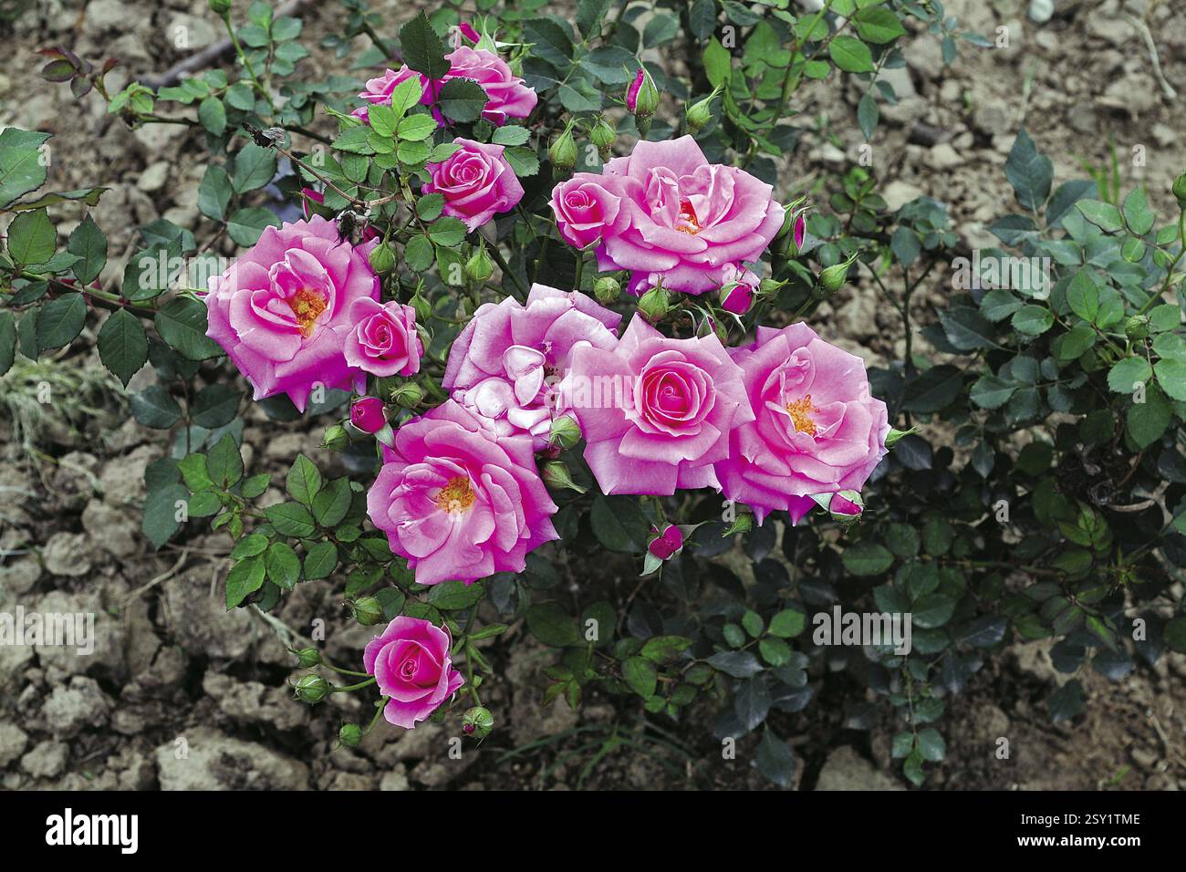Pink rose flower, india, asia Stock Photo - Alamy