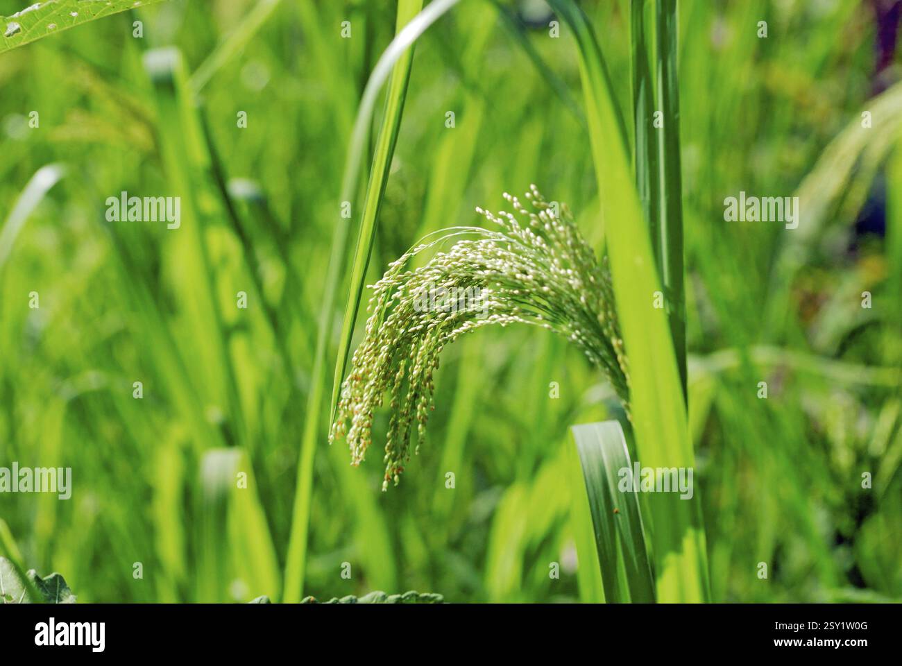 Crops of millet nachani raagi karjat Bombay Mumbai, Maharashtra, India ...