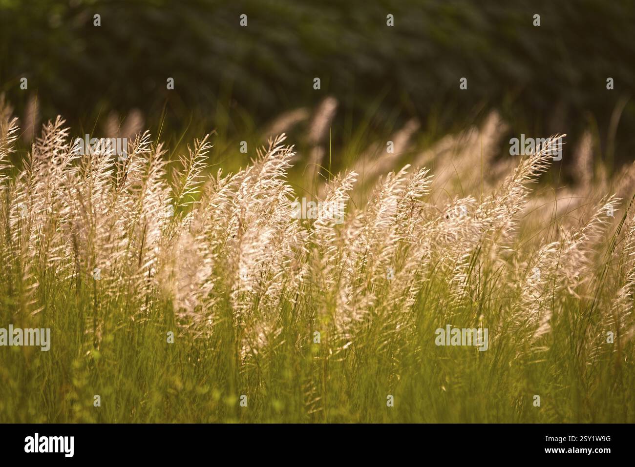 Bloom of tall grass flower, kolkata park, west bengal, india, asia ...