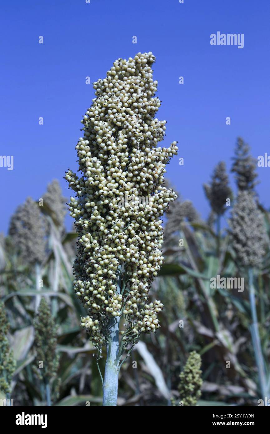 Jowar crops chinchani village, maharashtra, India, Asia Stock Photo - Alamy