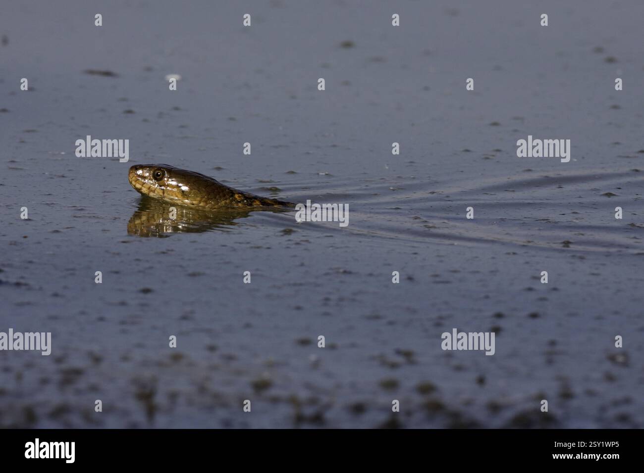 Snake, thol, Gujarat, India, Asia Stock Photo - Alamy