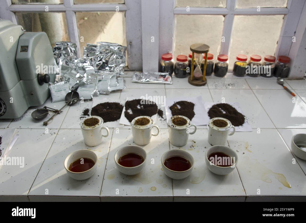 Tea samples, vagamon, kerala, india, asia Stock Photo - Alamy