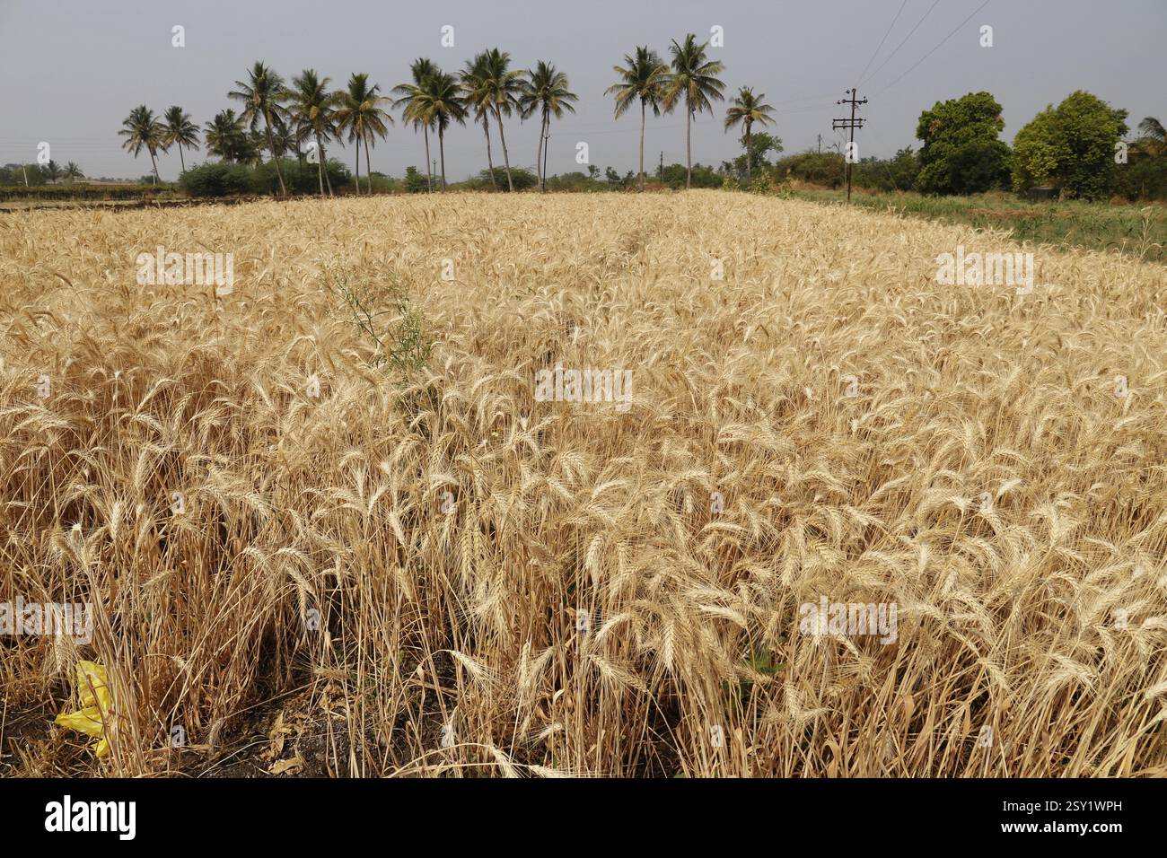 Indian wheat hi-res stock photography and images - Alamy