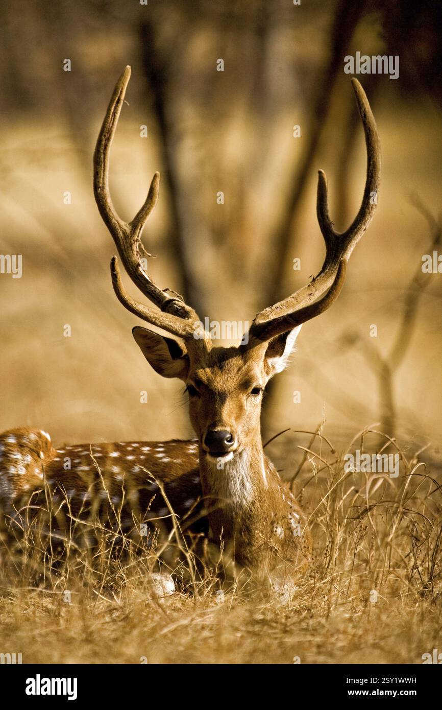 Male spotted axis deer axis axis, Ranthambore national park, Rajasthan ...