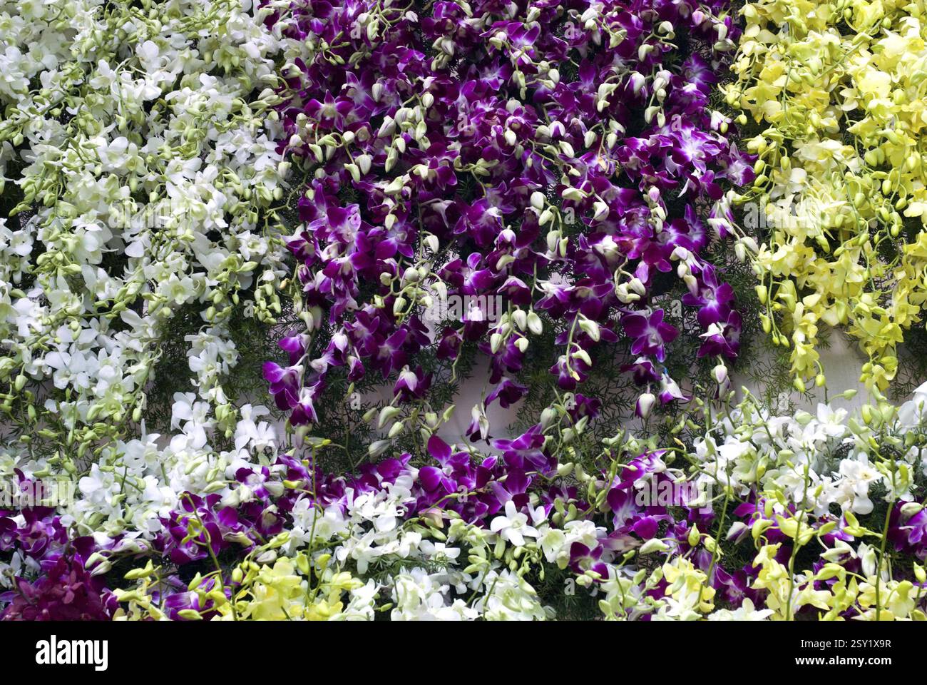 Dendrobium orchid flower show, Coimbatore, Tamil Nadu, India, Asia ...