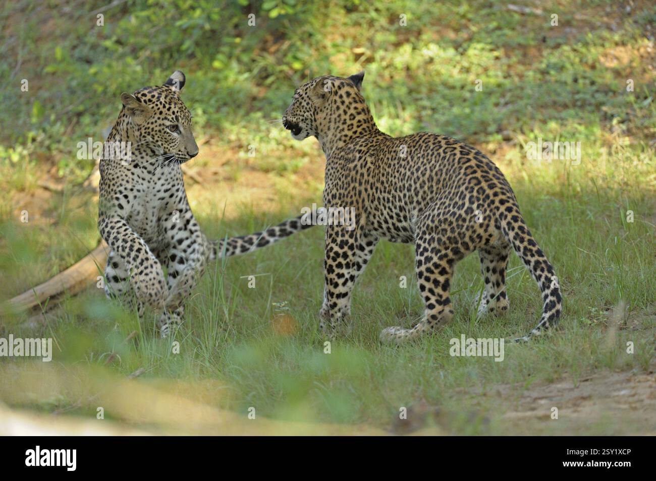 Two Leopards play fighting in Yala national park, Sri Lanka, Asia Stock ...