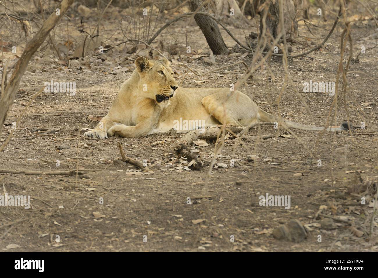 Lion in gir national park, Gujarat, india, asia Stock Photo - Alamy