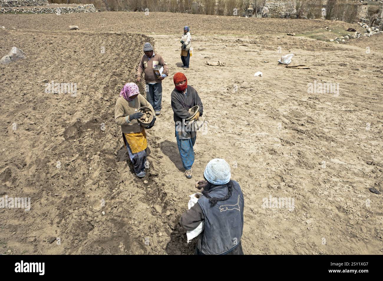 Sowing potatoes in dry sandy fields, ladakh, jammu & kashmir, india ...