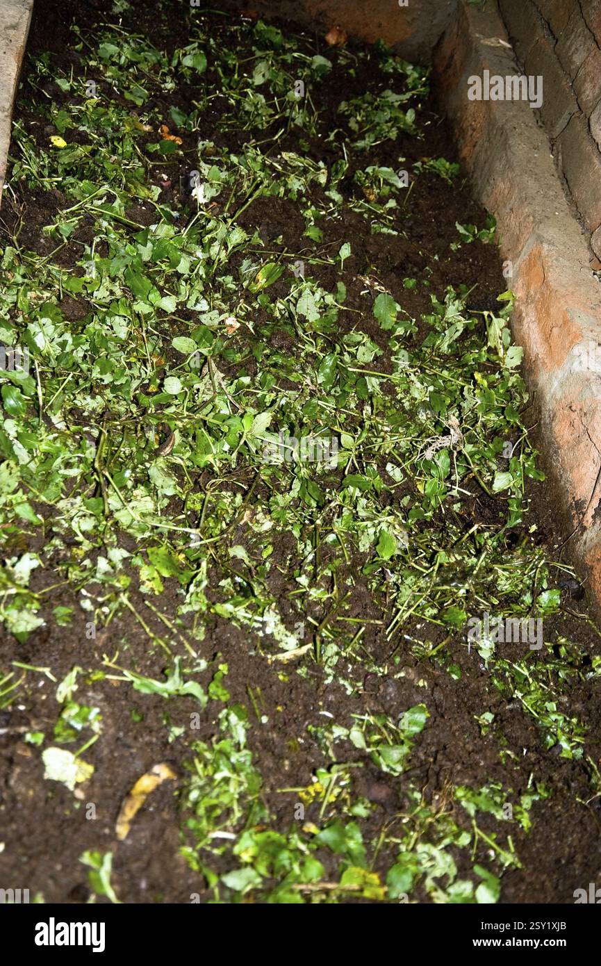 Vermi Compost in village of uttar pradesh India Asia Stock Photo - Alamy