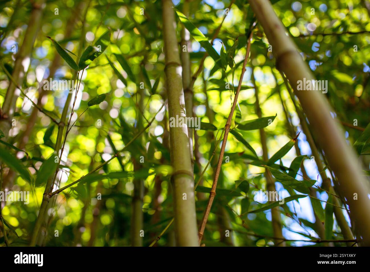 Bamboo jungle with vivid green foliage, natural backdrop, close-up shot ...