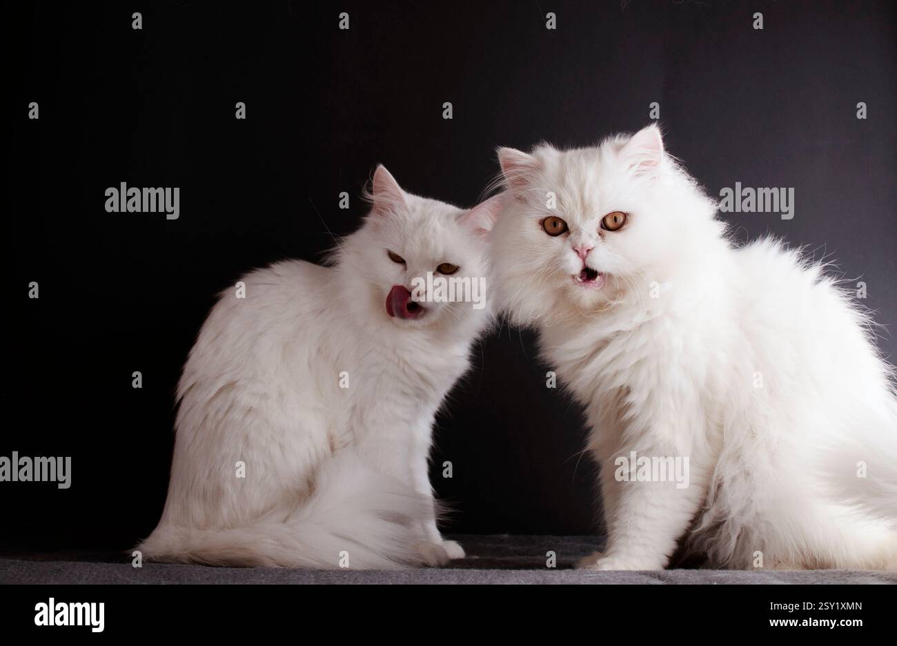Two funny cats Stock Photo - Alamy