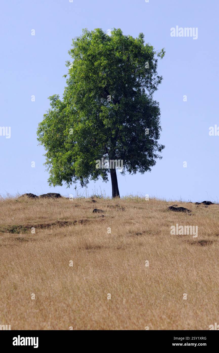Tree in meadow konkan Maharashtra india Asia Stock Photo - Alamy