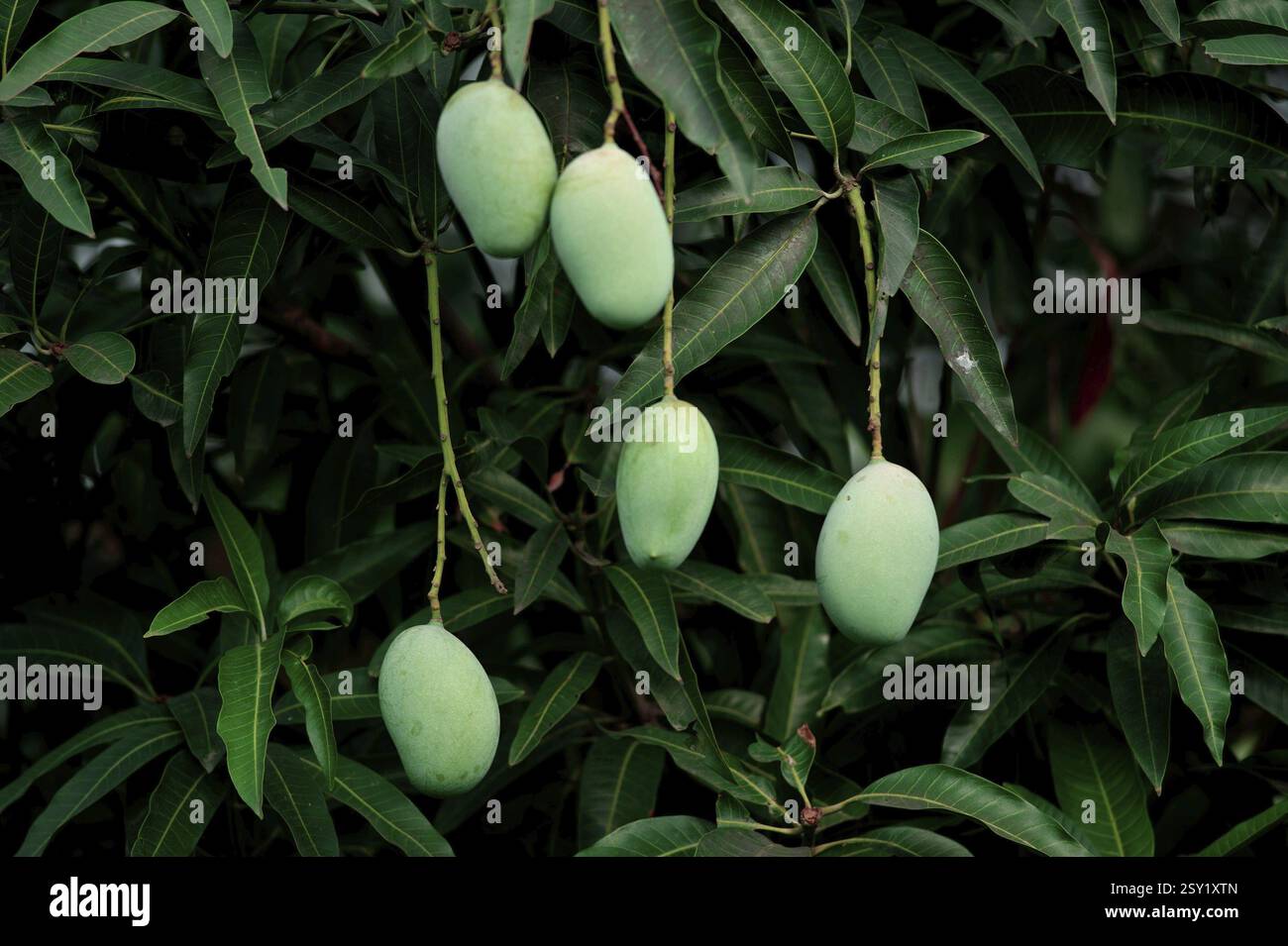 Green mangoes hanging on Mango tree Kolkata India Asia Stock Photo - Alamy